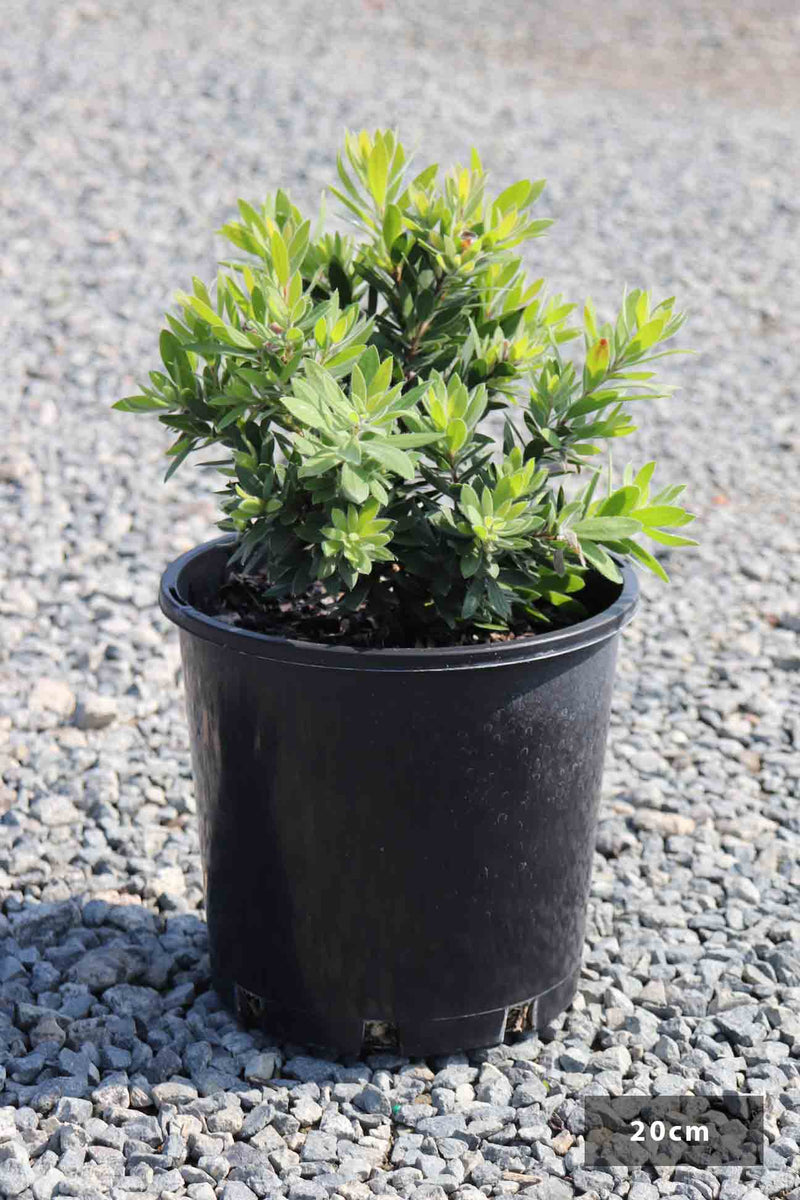 callistemon viminalis better john