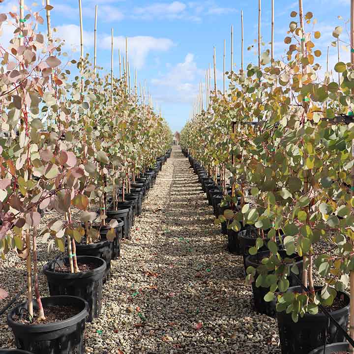 Trees – Dinsan Nursery