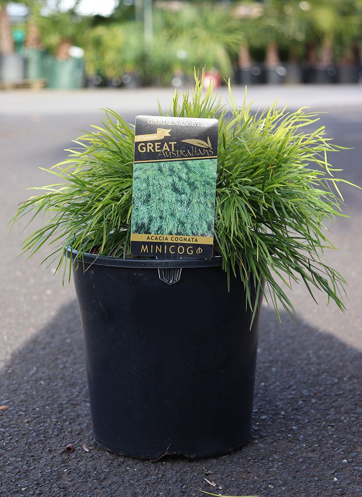 DINSAN NURSERY - Wholesale Plant Nursery & Onsite Trade Market – Dinsan ...