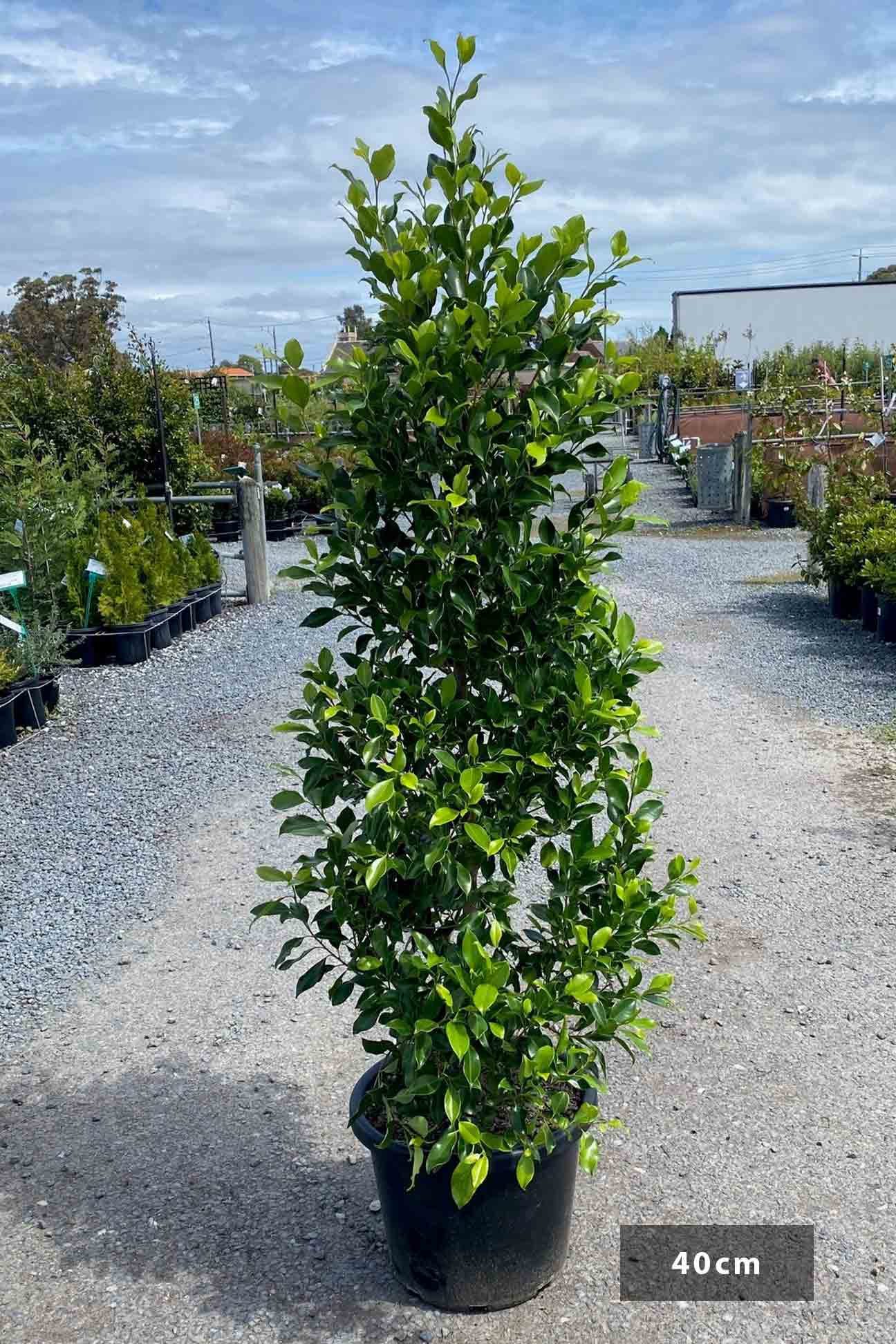Ficus microcarpa hillii 'Flash' – Dinsan Nursery