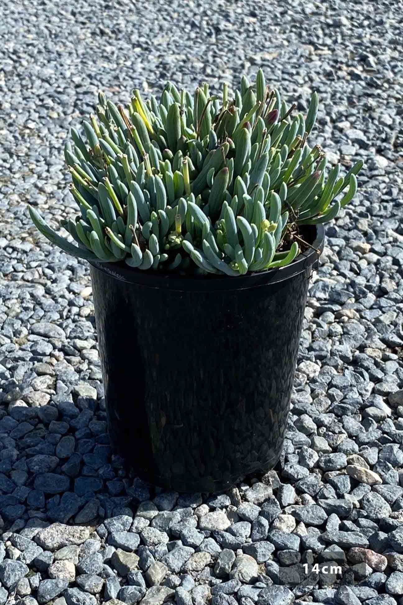 Senecio serpens Dwarf – Dinsan Nursery
