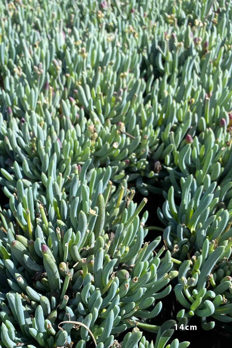 Senecio serpens Dwarf – Dinsan Nursery