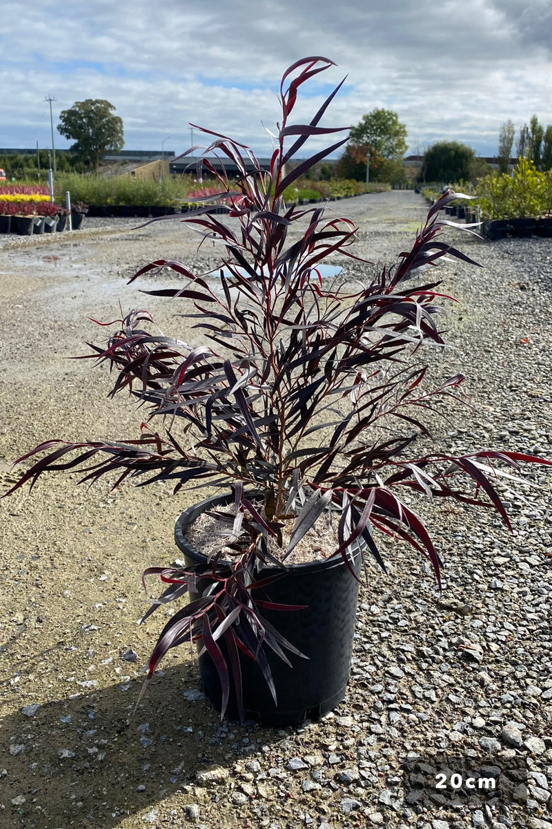 Agonis flexuosa 'After Dark' – Dinsan Nursery