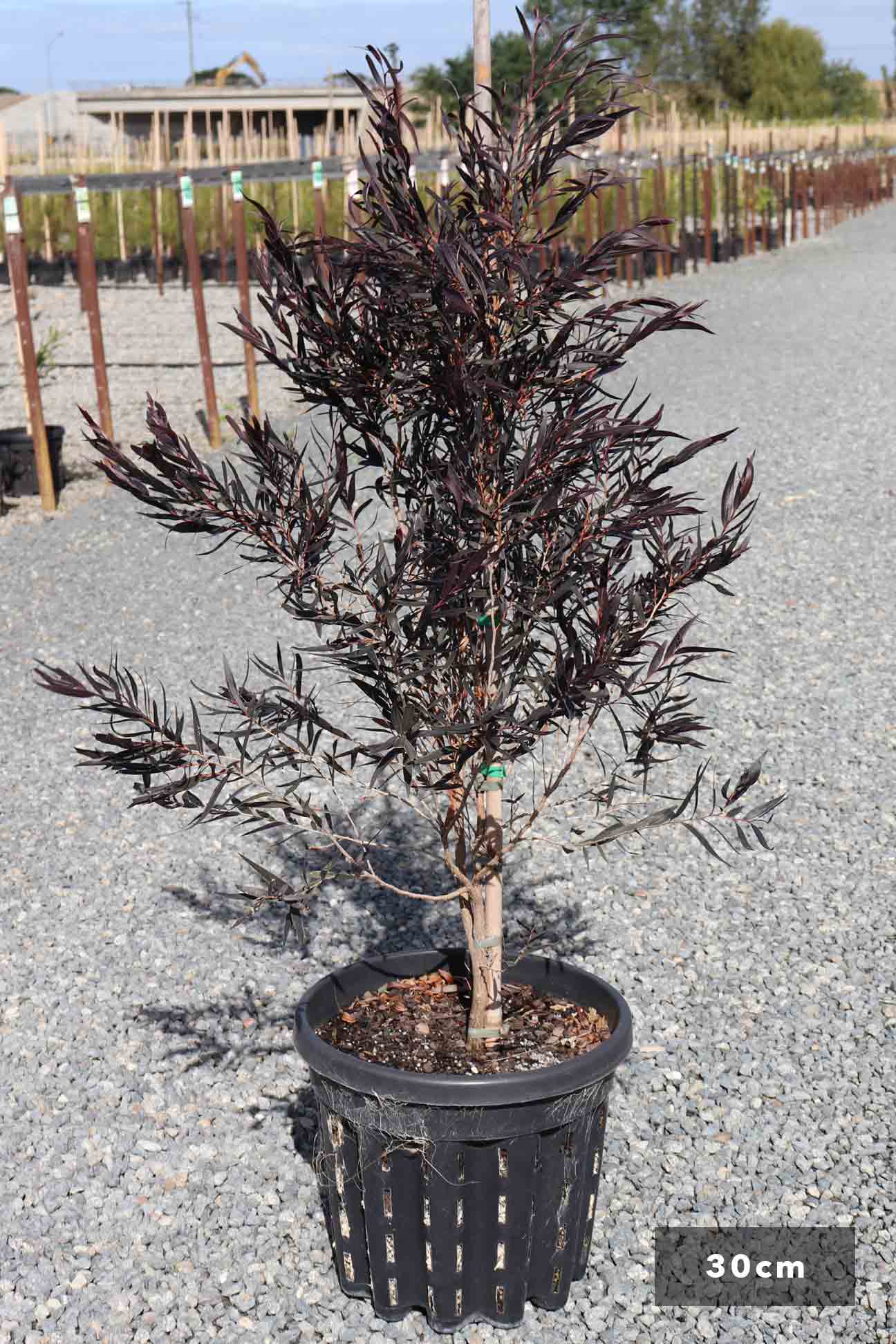 Agonis flexuosa 'After Dark' – Dinsan Nursery