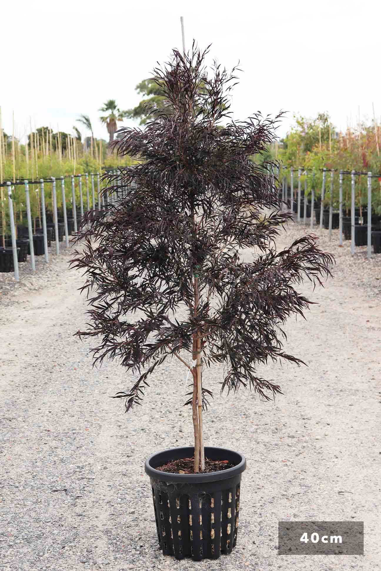 Agonis flexuosa 'After Dark' – Dinsan Nursery
