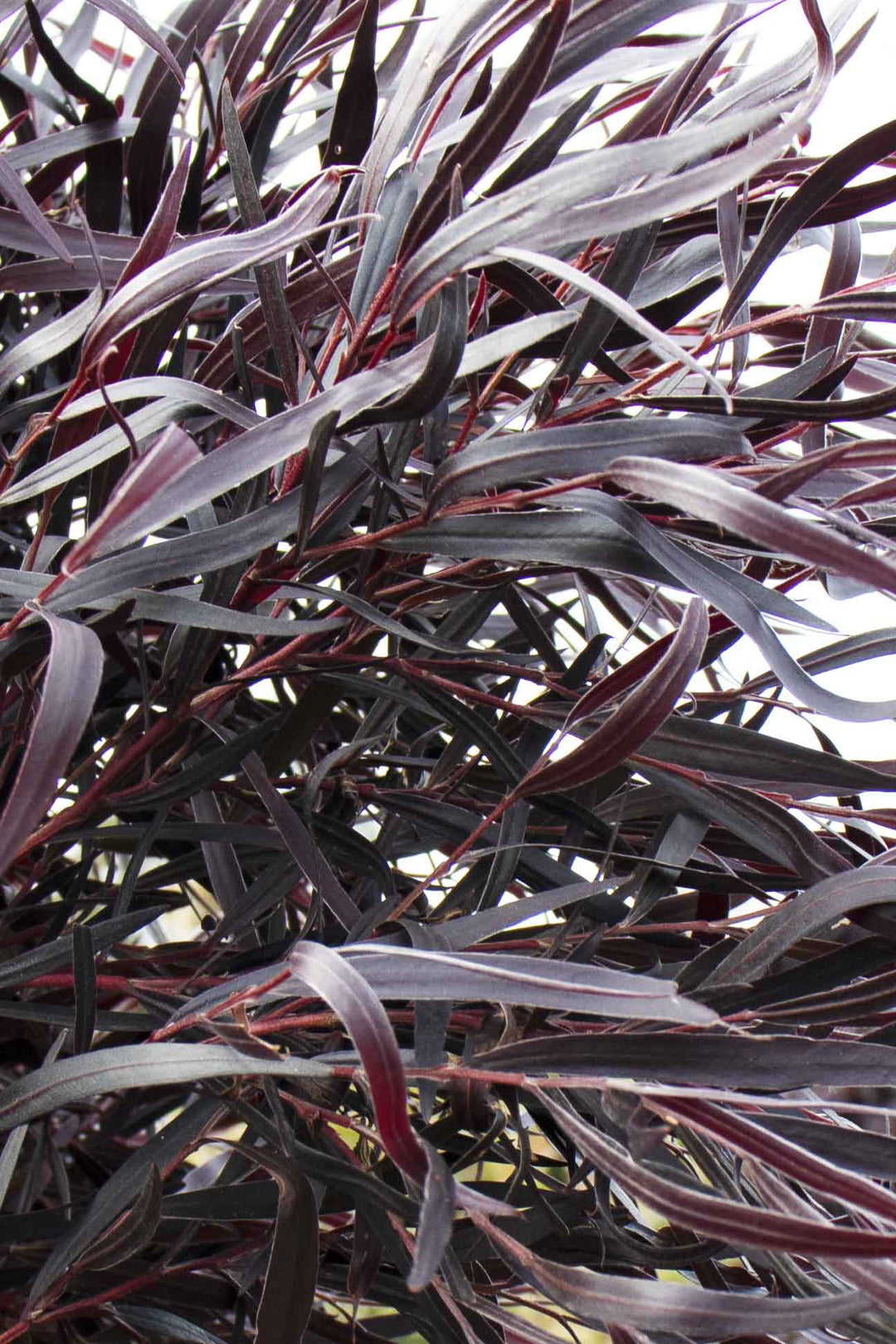 Agonis flexuosa 'After Dark' – Dinsan Nursery