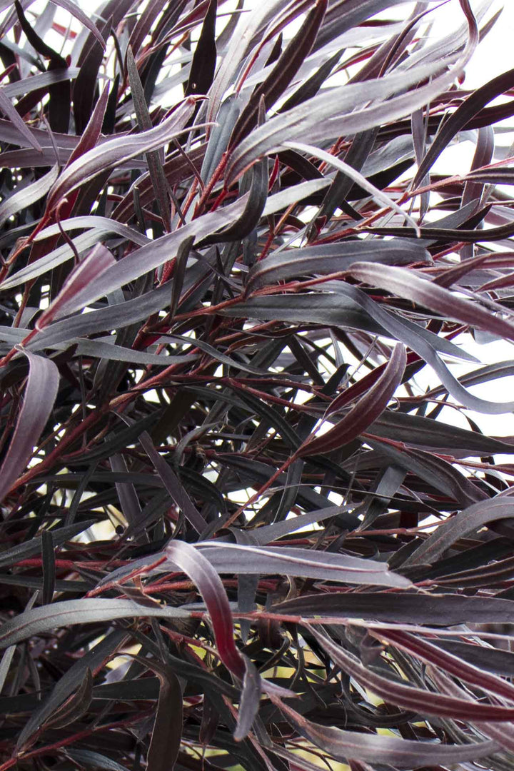 Agonis flexuosa 'After Dark' – Dinsan Nursery