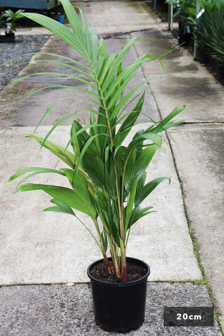 Archontophoenix cunninghamiana – Dinsan Nursery