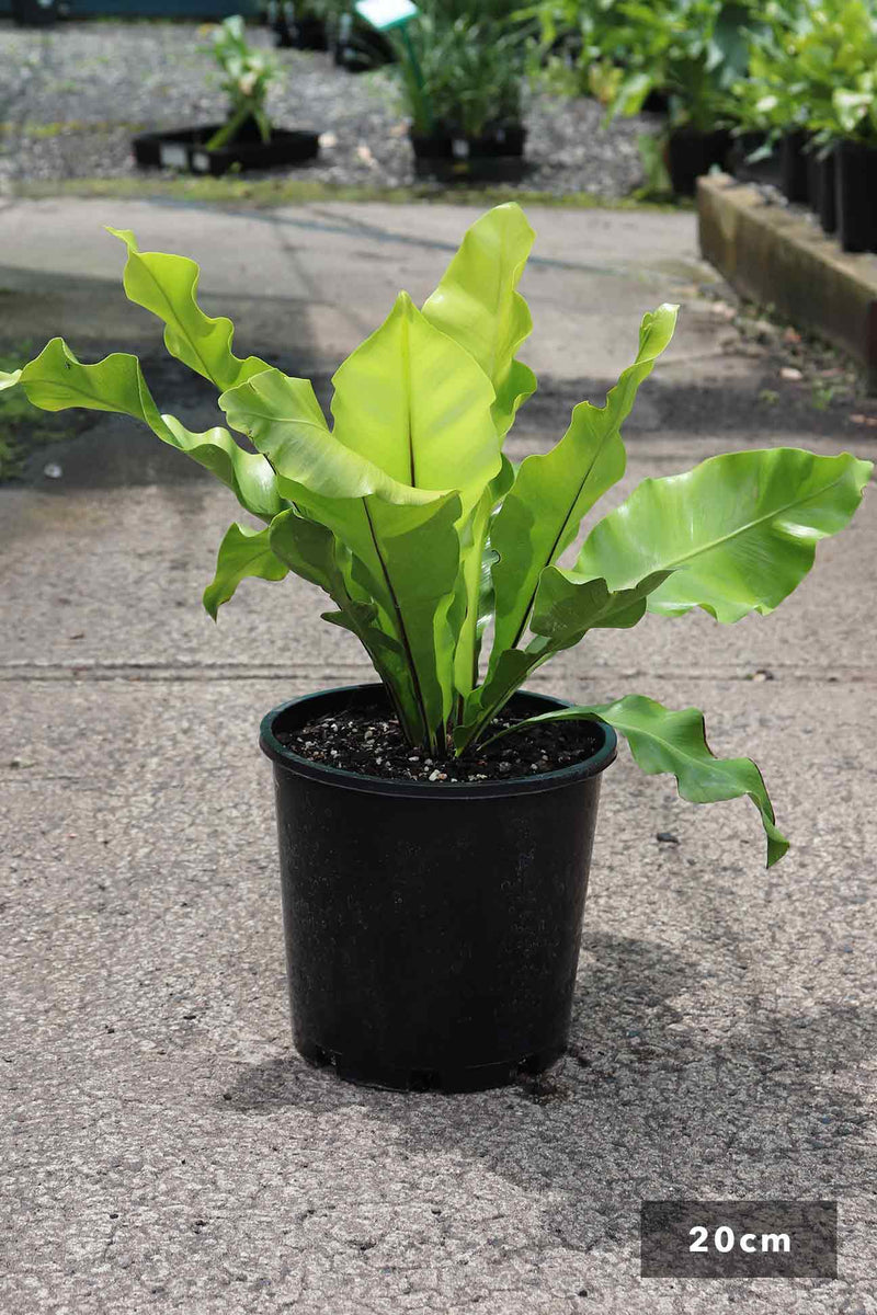 Asplenium nidus – Dinsan Nursery