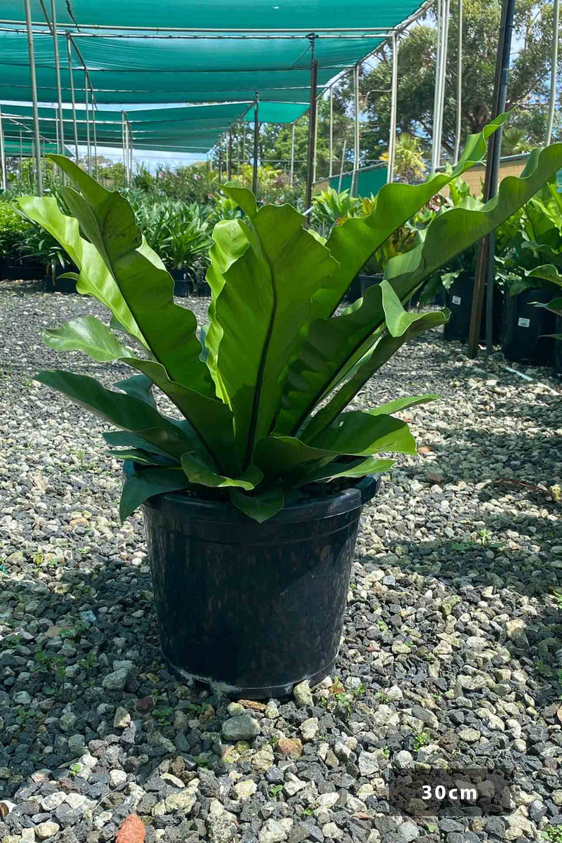Asplenium nidus – Dinsan Nursery