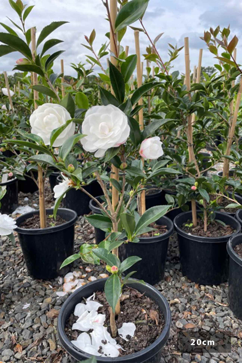 Camellia sasanqua 'Paradise Blush' – Dinsan Nursery
