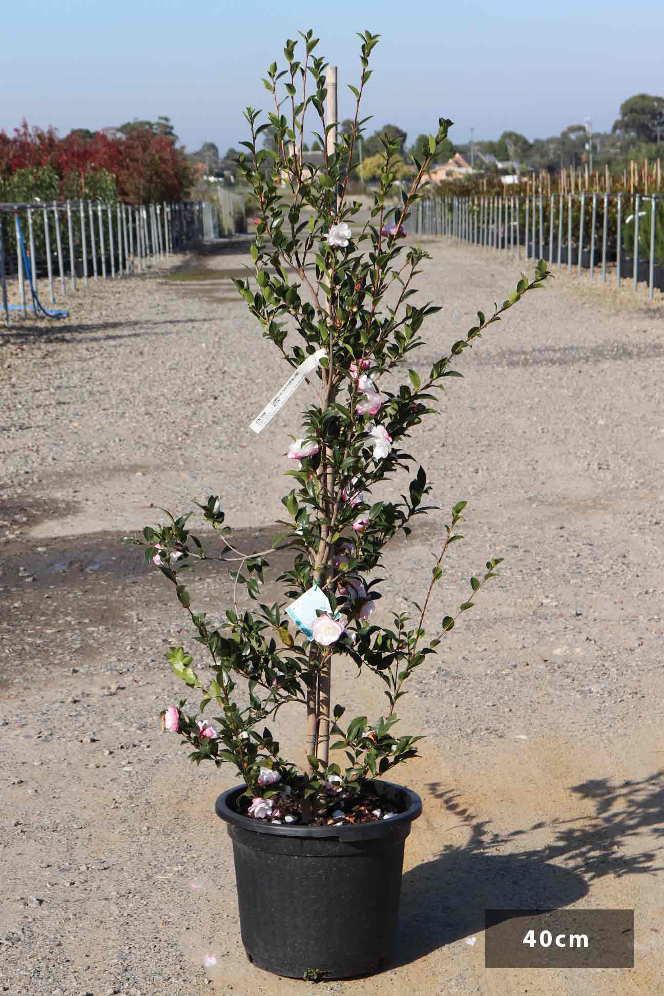 Camellia sasanqua 'Paradise Blush' – Dinsan Nursery
