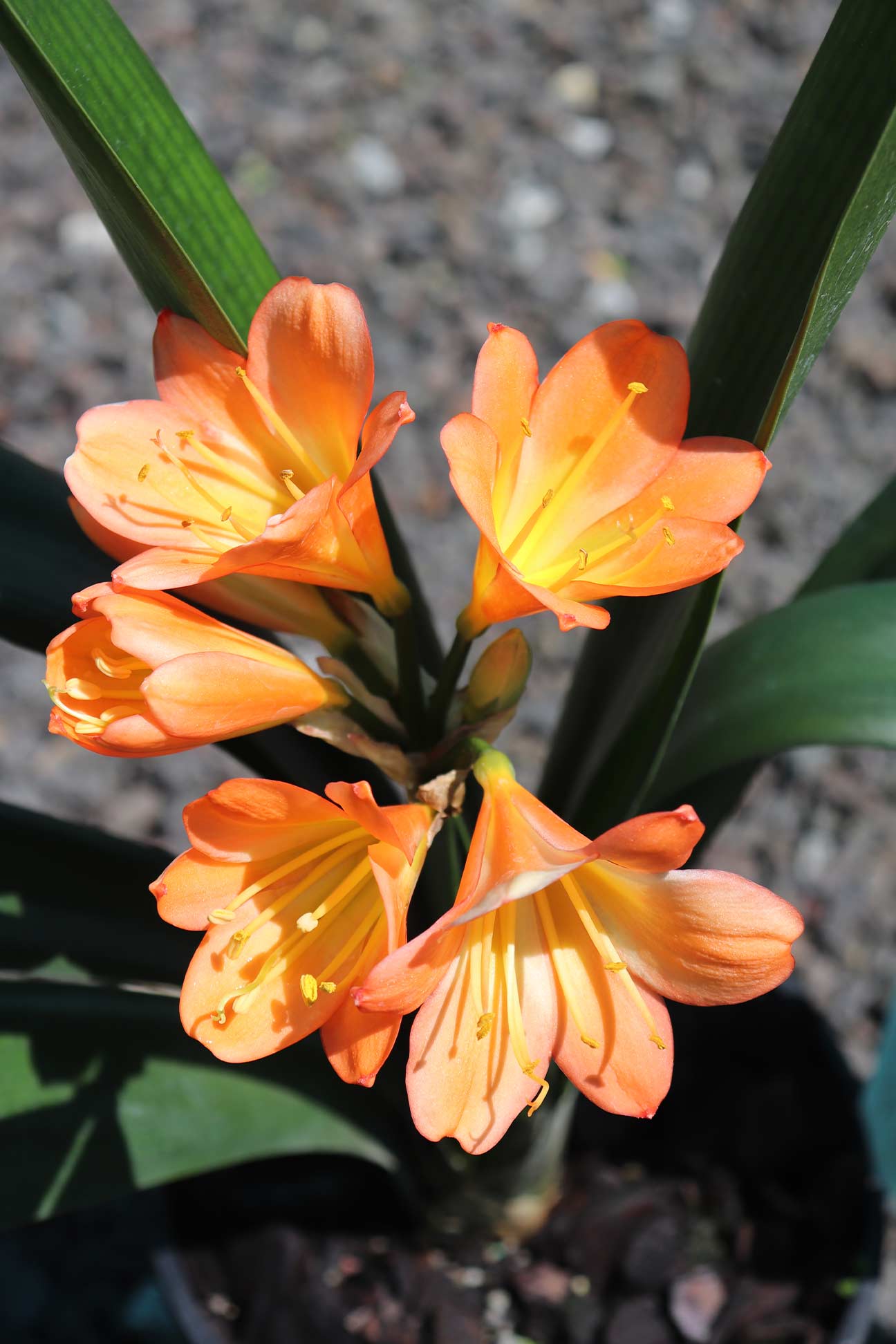 Clivia miniata – Dinsan Nursery