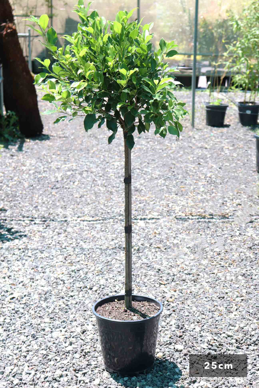 Ficus hillii 'Emerald Green' Standards – Dinsan Nursery