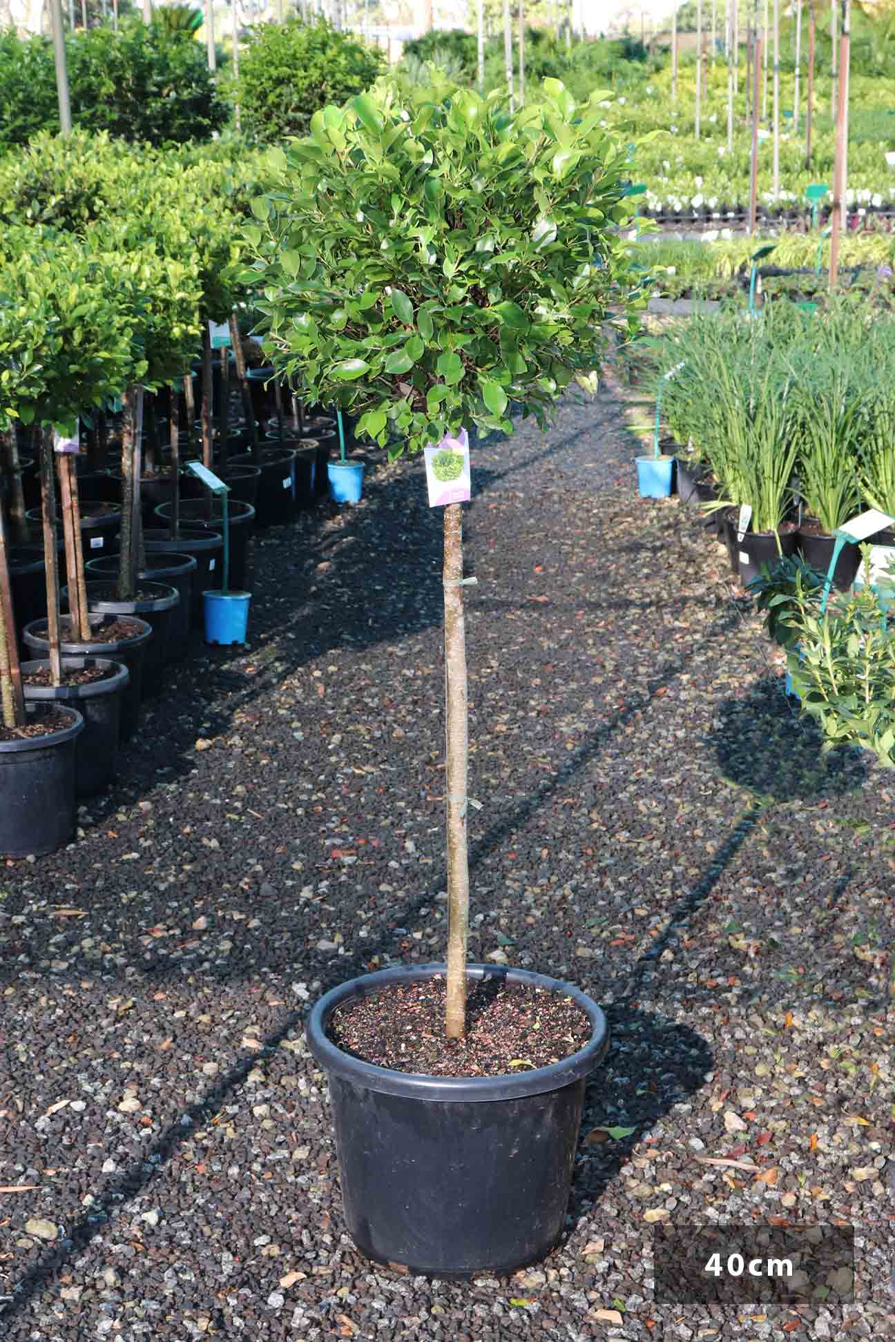 Ficus hillii 'Emerald Green' Standards – Dinsan Nursery