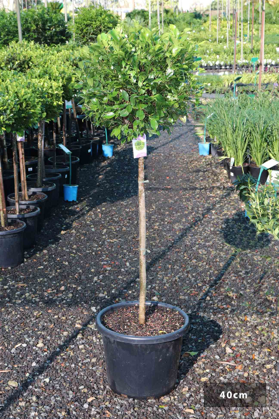Ficus hillii 'Emerald Green' Standards – Dinsan Nursery