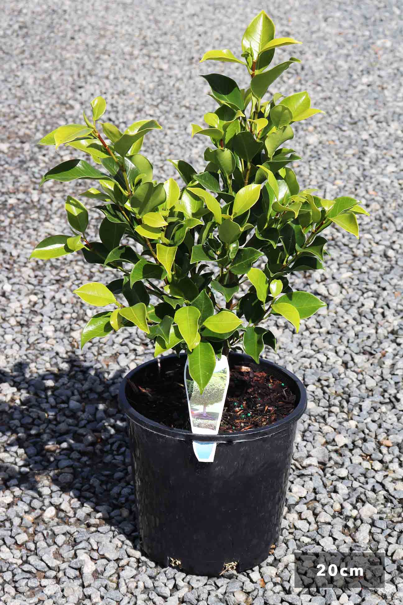 Ficus microcarpa hillii 'Flash' – Dinsan Nursery