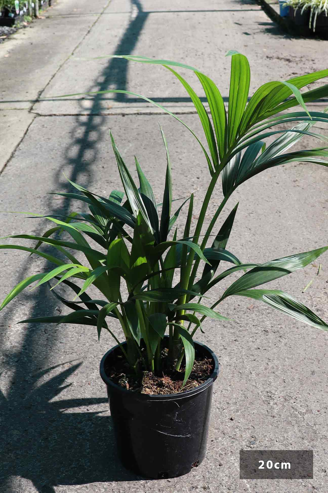 Howea forsteriana – Dinsan Nursery