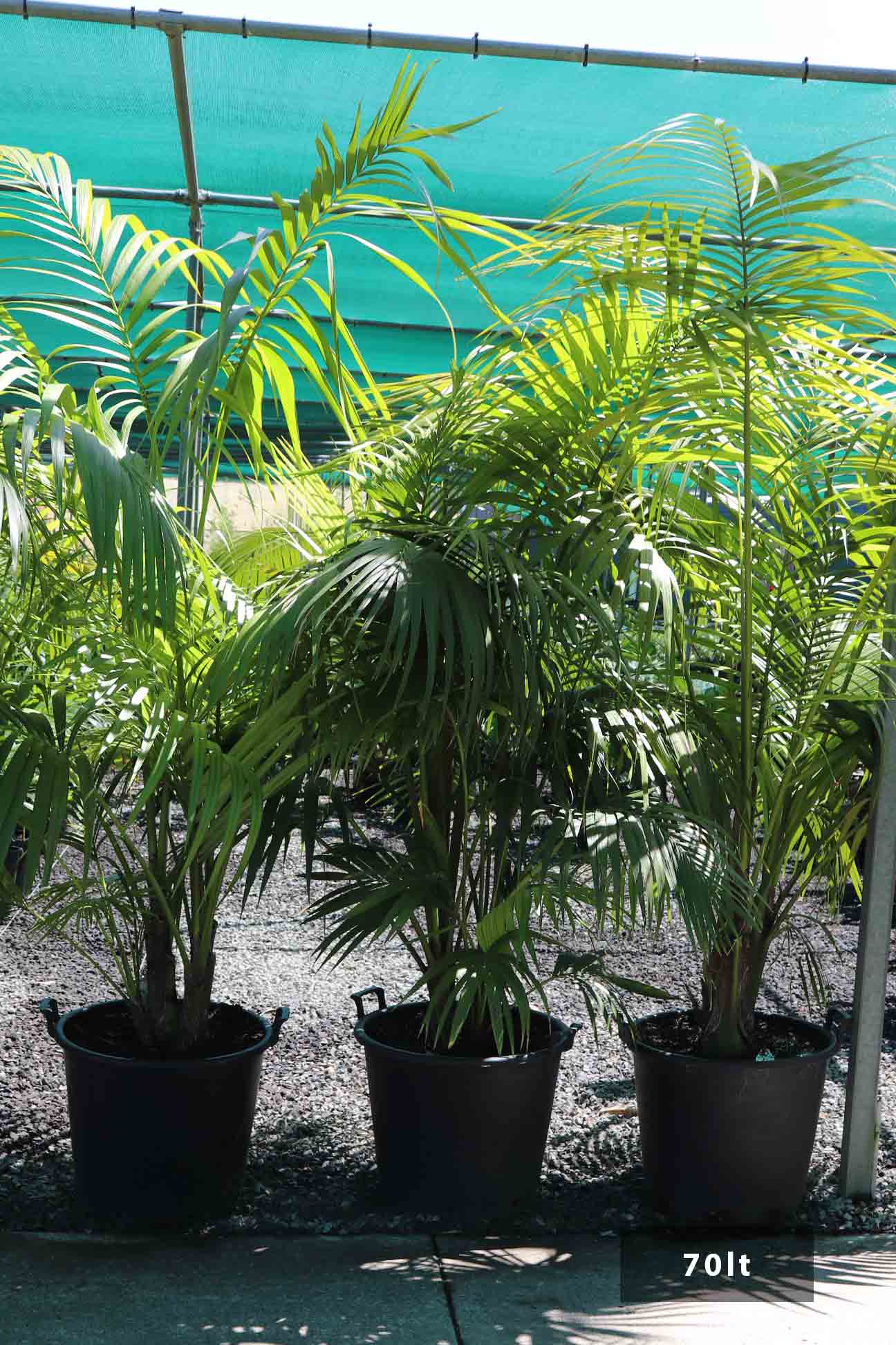Howea forsteriana – Dinsan Nursery