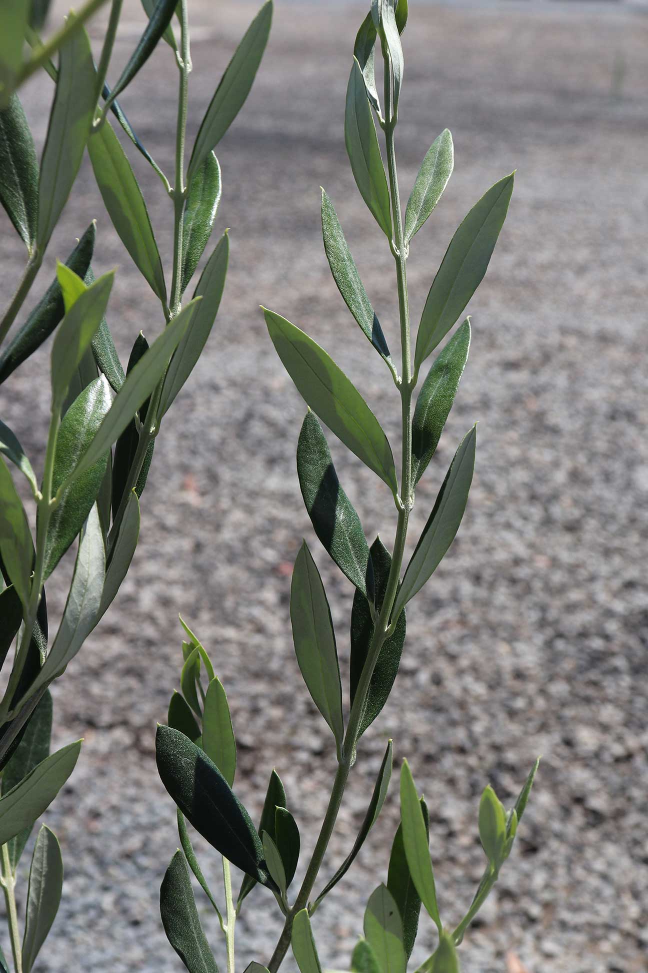 Olea Europaea Leaf Olea Europaea Olive