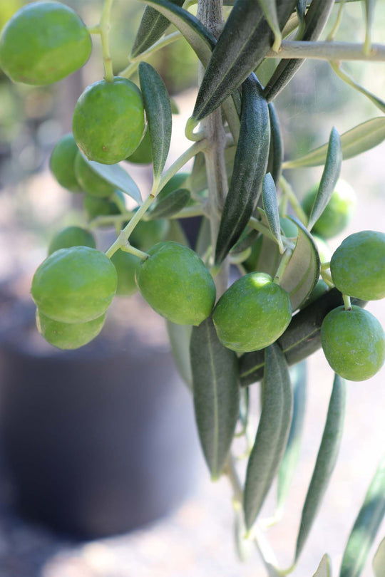 Olea europaea 'Manzanillo' – Dinsan Nursery