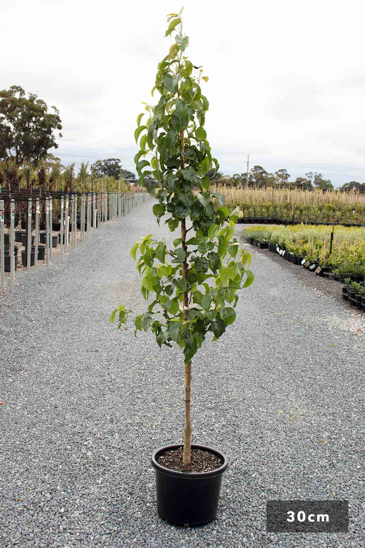 Pyrus calleryana 'Capital' – Dinsan Nursery
