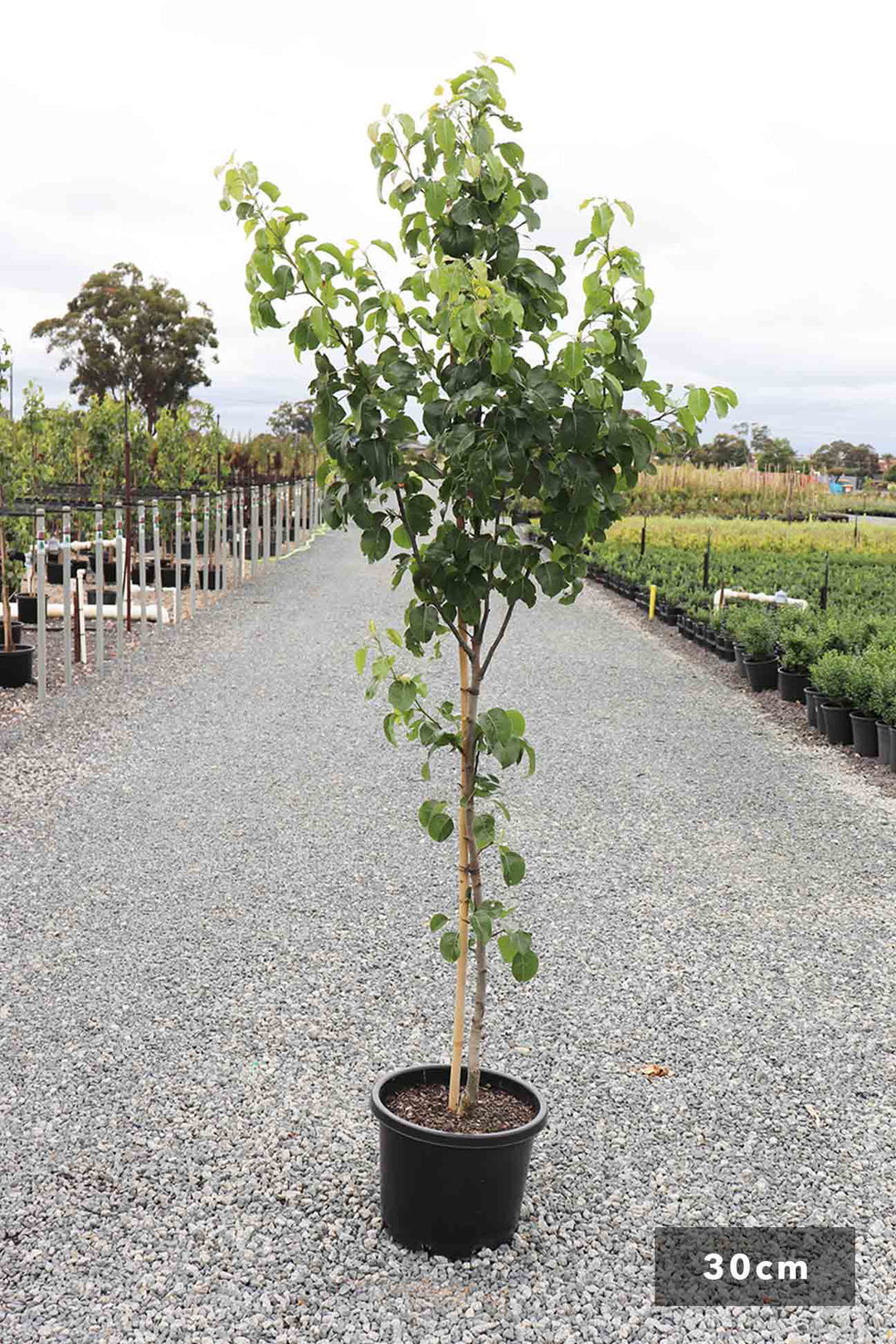 Pyrus calleryana 'Cleveland Select' – Dinsan Nursery