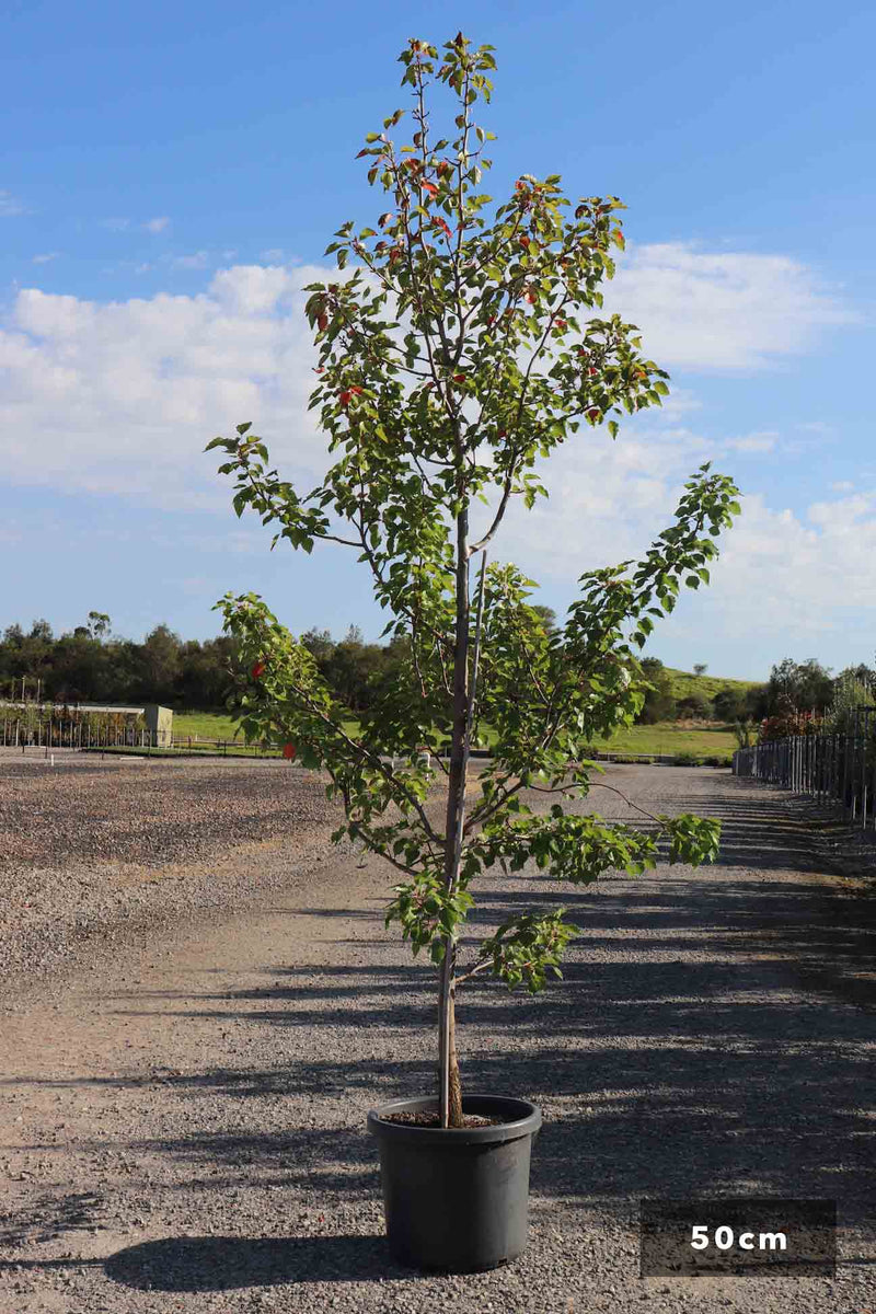 Pyrus ussuriensis – Dinsan Nursery