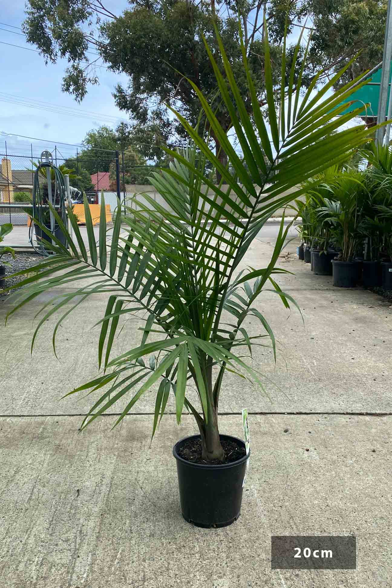 Ravenea rivularis store