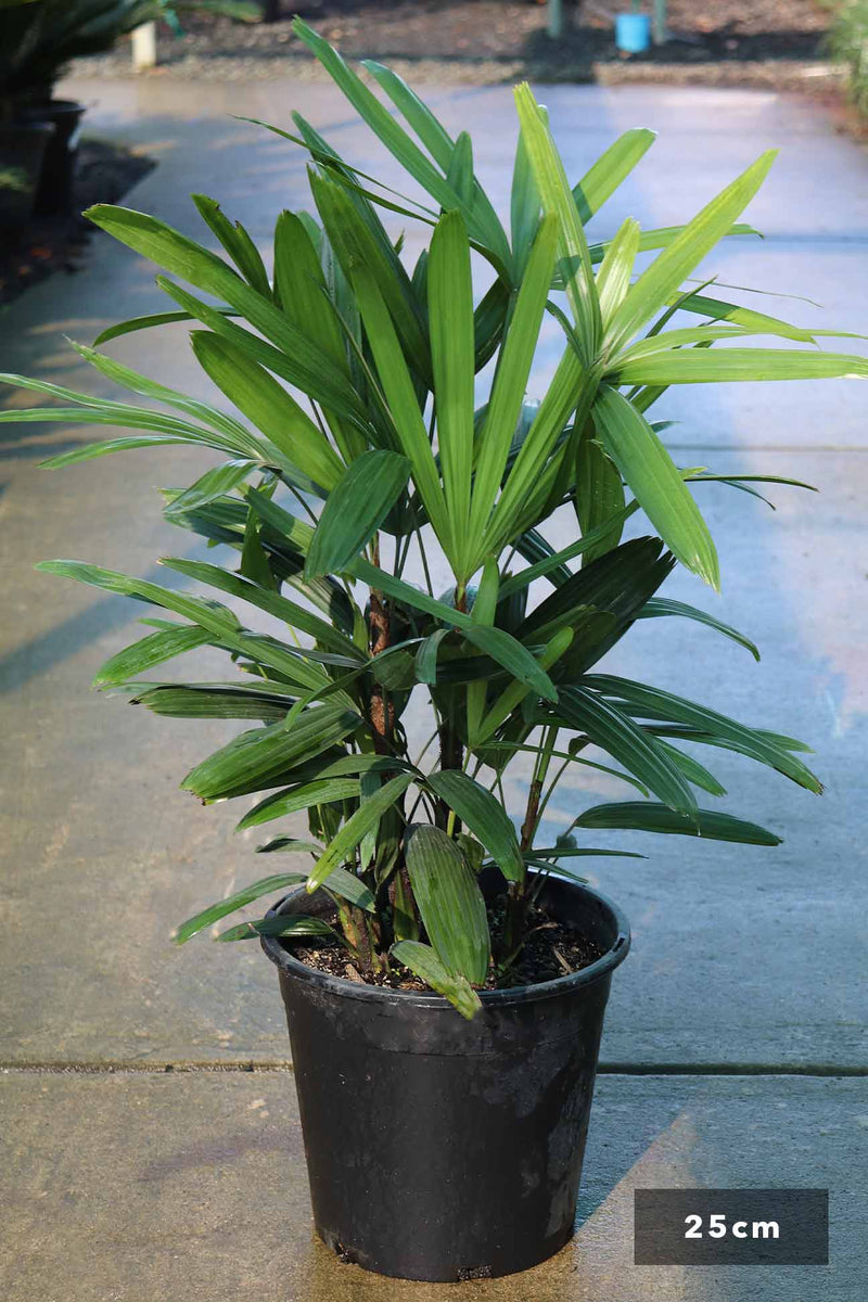 Rhapis excelsa – Dinsan Nursery