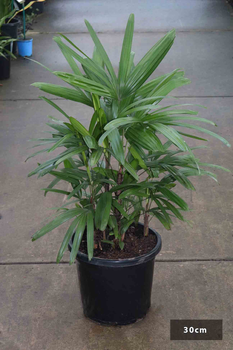 Rhapis excelsa – Dinsan Nursery