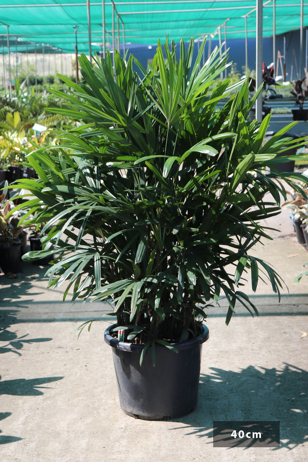 Rhapis excelsa – Dinsan Nursery