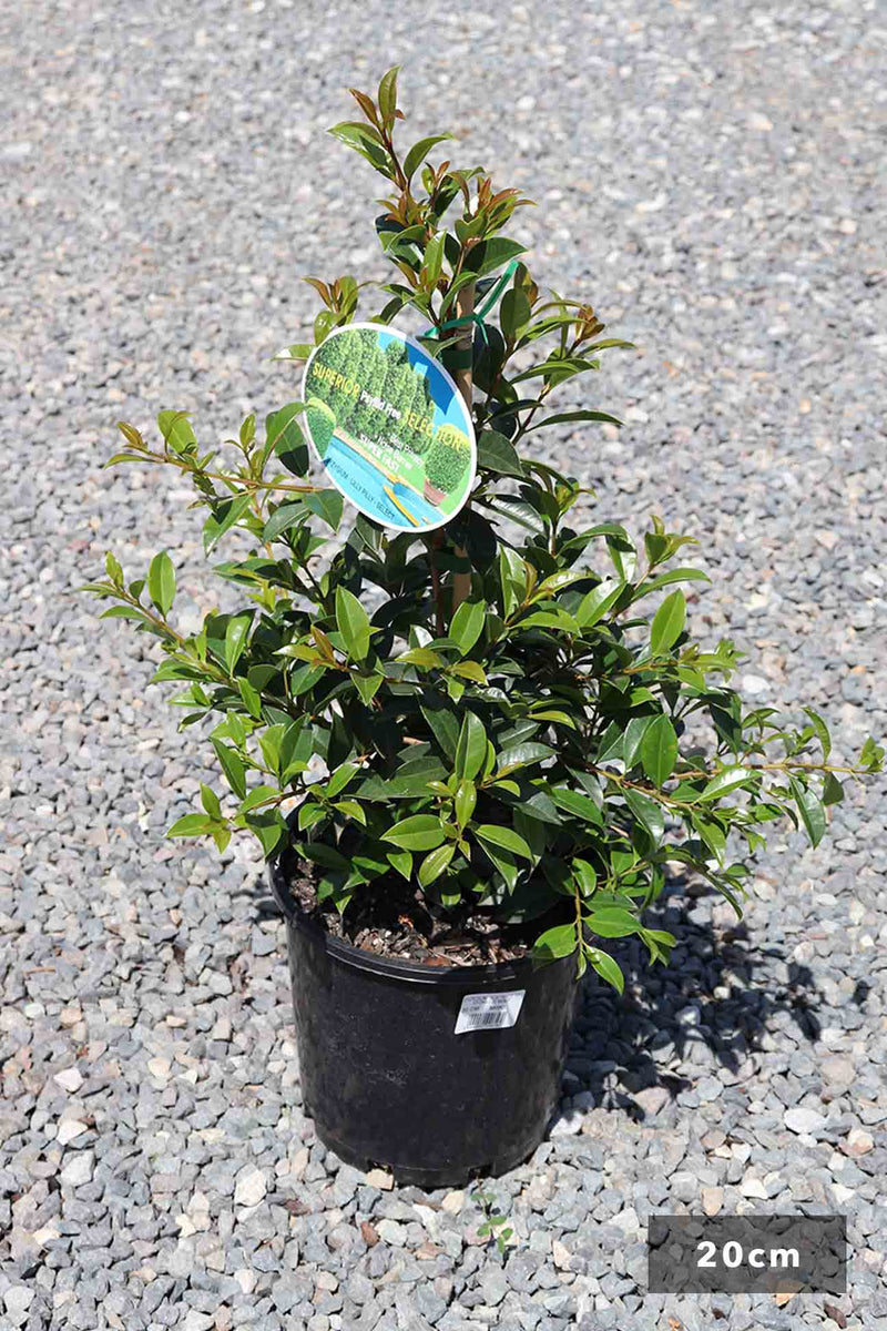Syzygium australe 'Select Form' – Dinsan Nursery