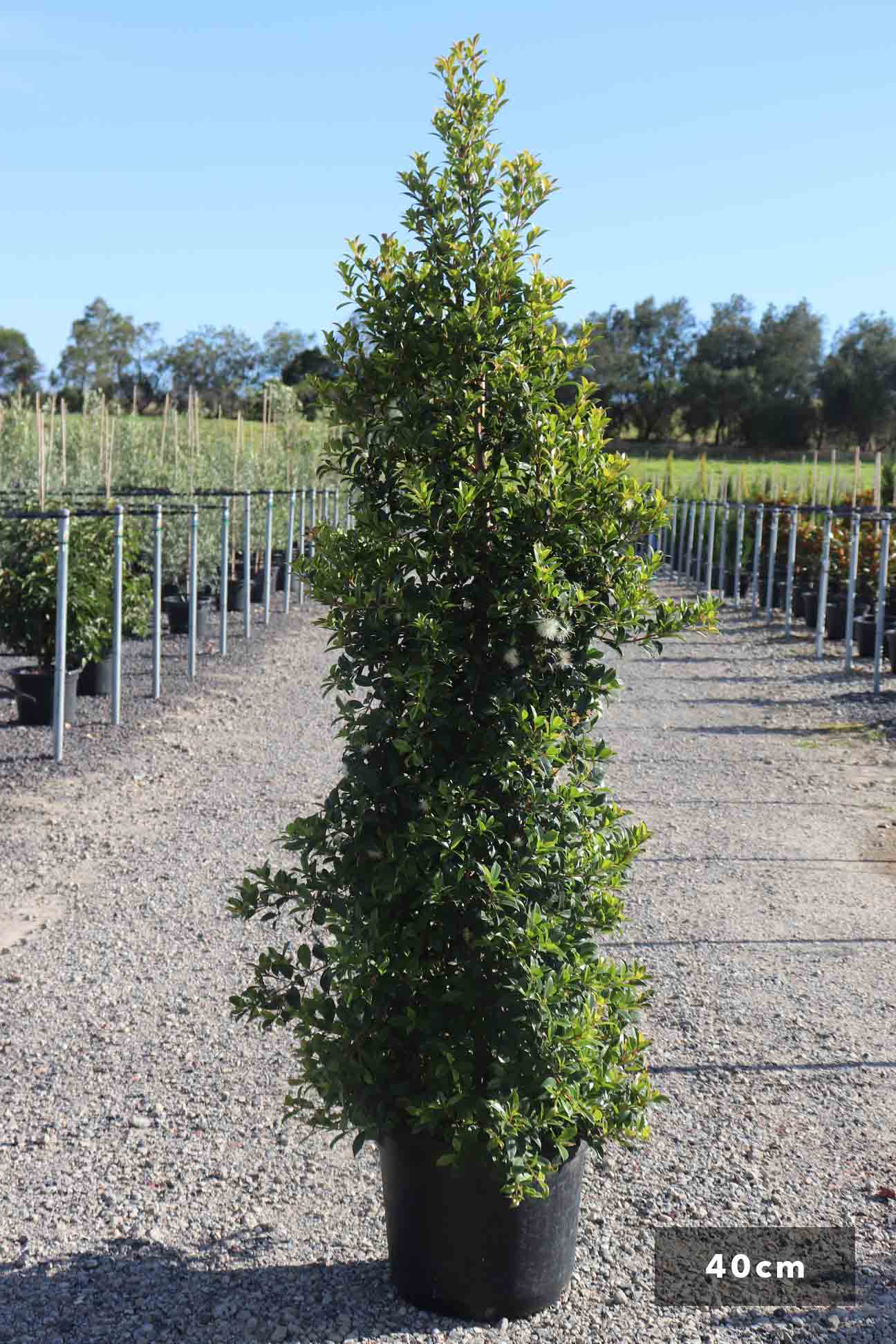 Syzygium australe 'Select Form' – Dinsan Nursery